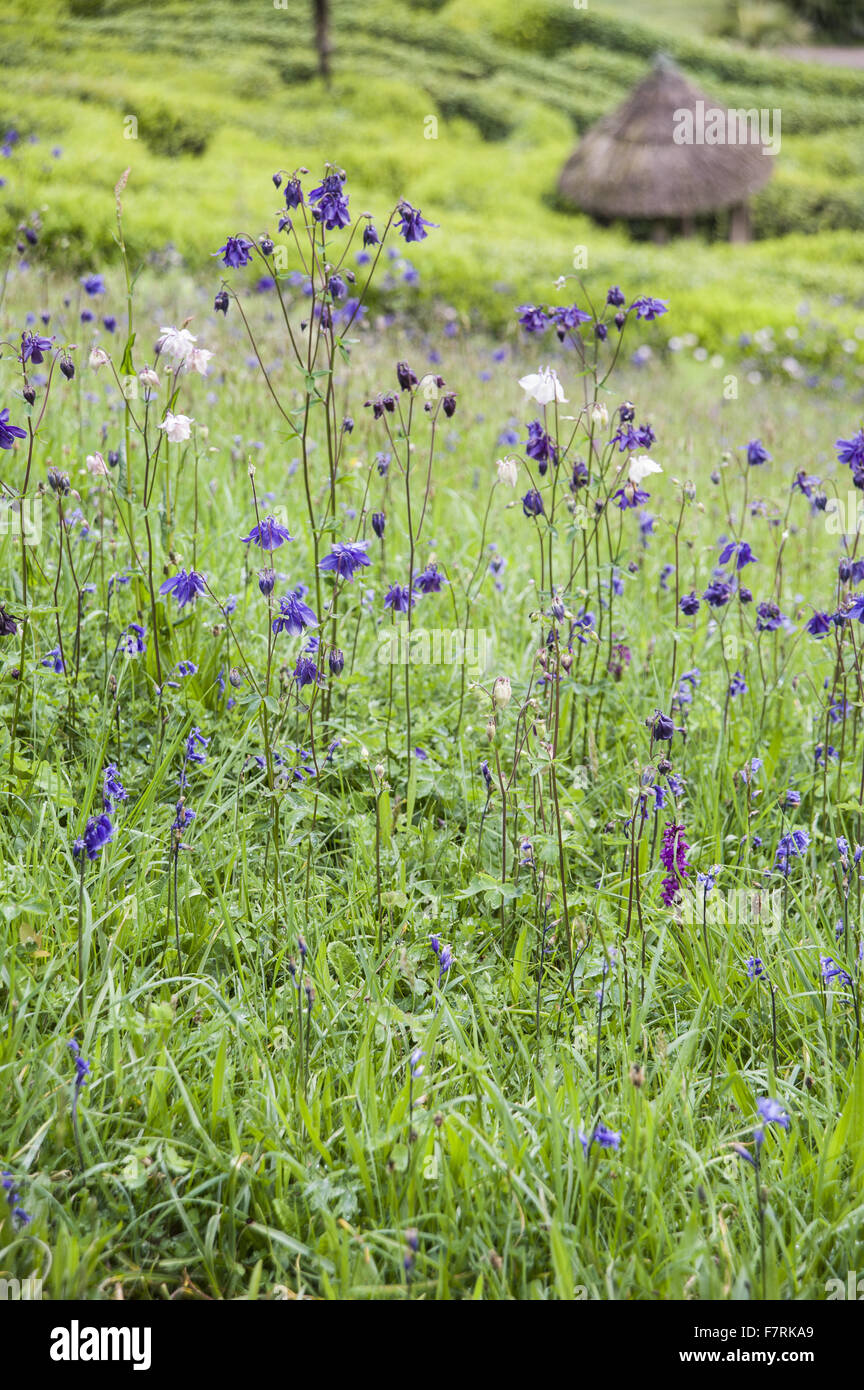 Sloping meadow above the laurel maze at Glendurgan Garden, Cornwall ...