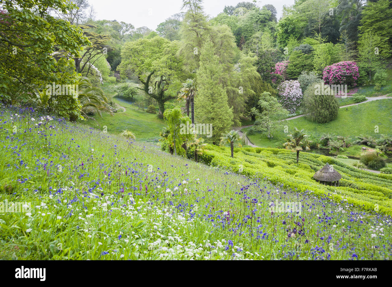 Maze glendurgan cornwall hi-res stock photography and images - Alamy