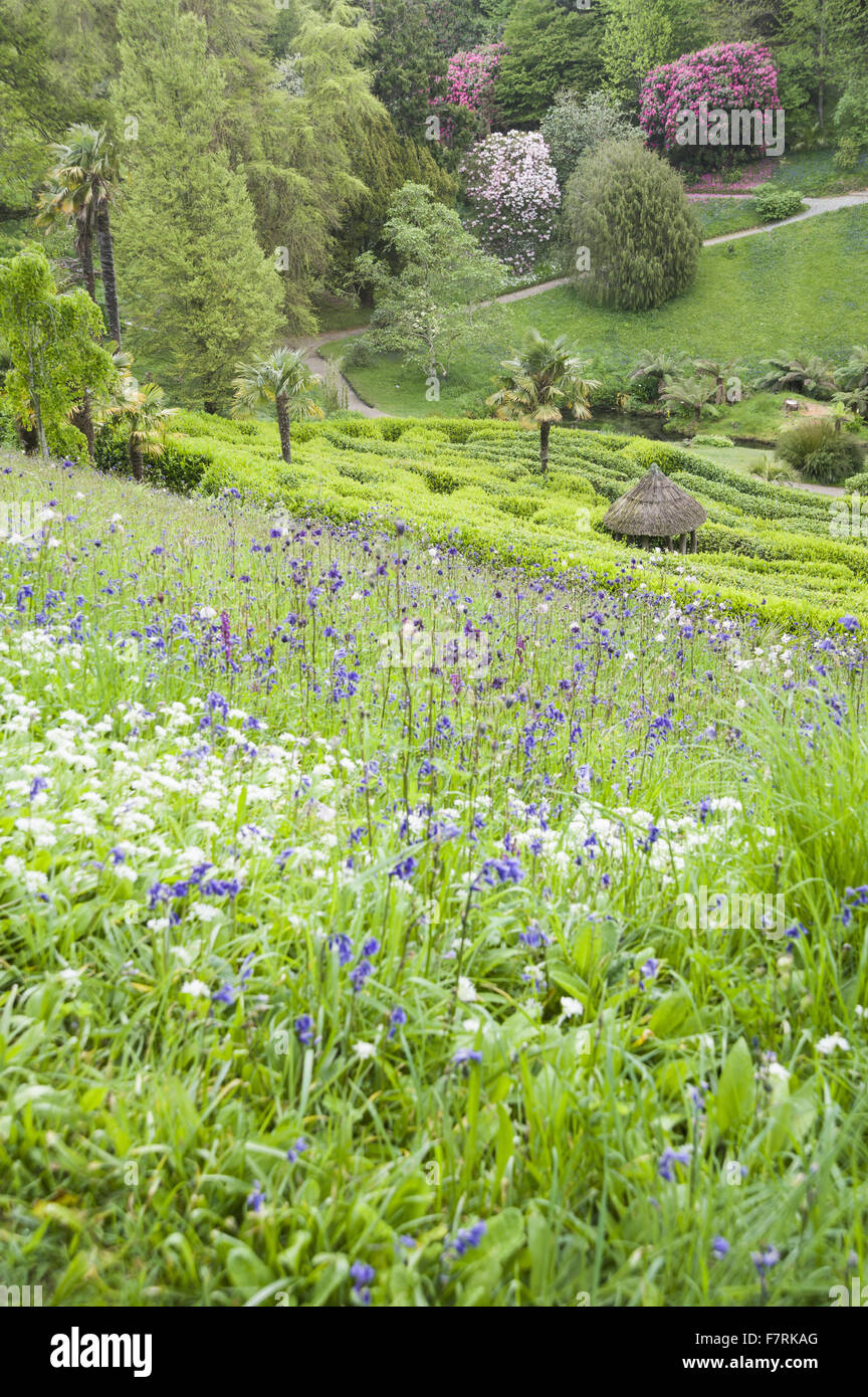Sloping meadow above the laurel maze at Glendurgan Garden, Cornwall ...