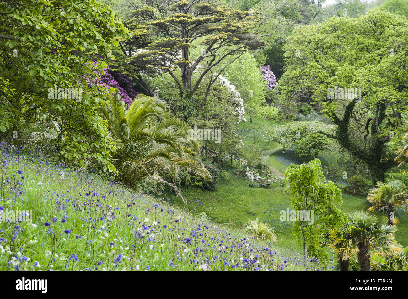 Sloping meadow above the laurel maze at Glendurgan Garden, Cornwall ...