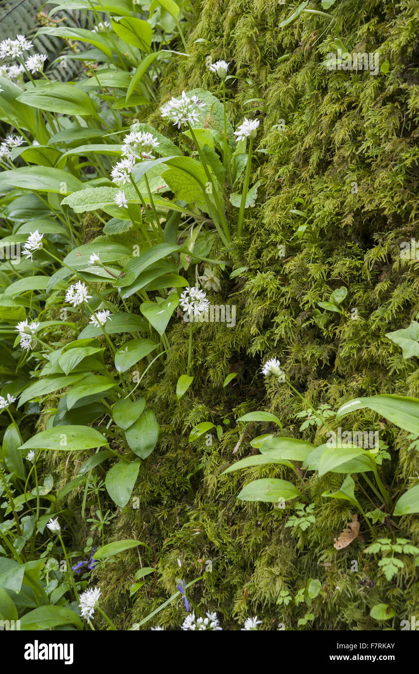 Tree bole hi-res stock photography and images - Alamy