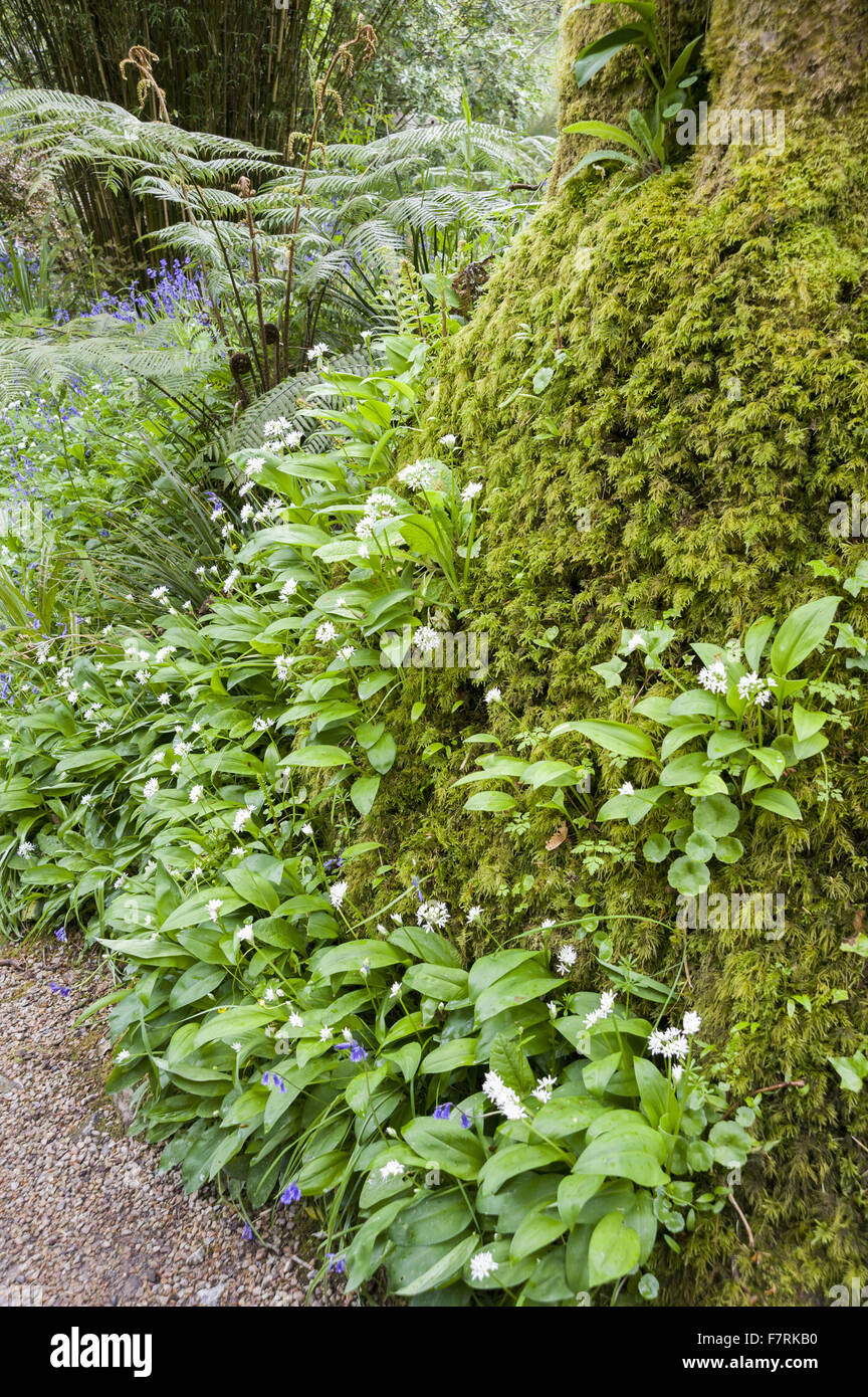 The mossy bole of a tree colonised by herb robert, ramsons and ...