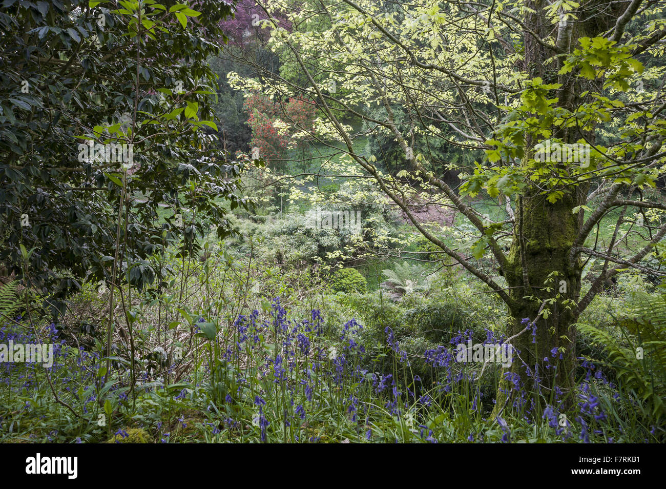 Native flower mix hi-res stock photography and images - Alamy