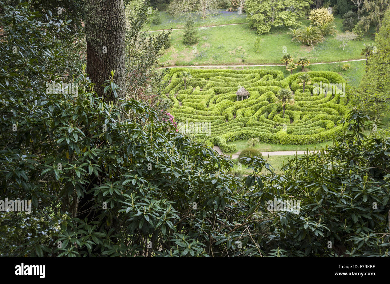 Laurel maze, planted in 1833 by Alfred Fox, using Prunus laurocerasus ...