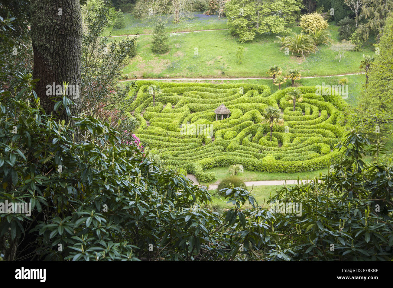 Laurel maze, planted in 1833 by Alfred Fox, using Prunus laurocerasus ...