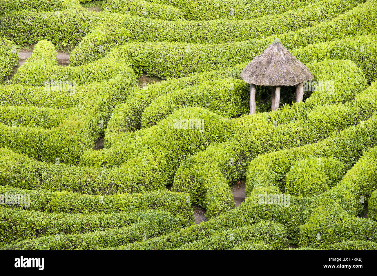 Maze glendurgan gardens hi-res stock photography and images - Alamy