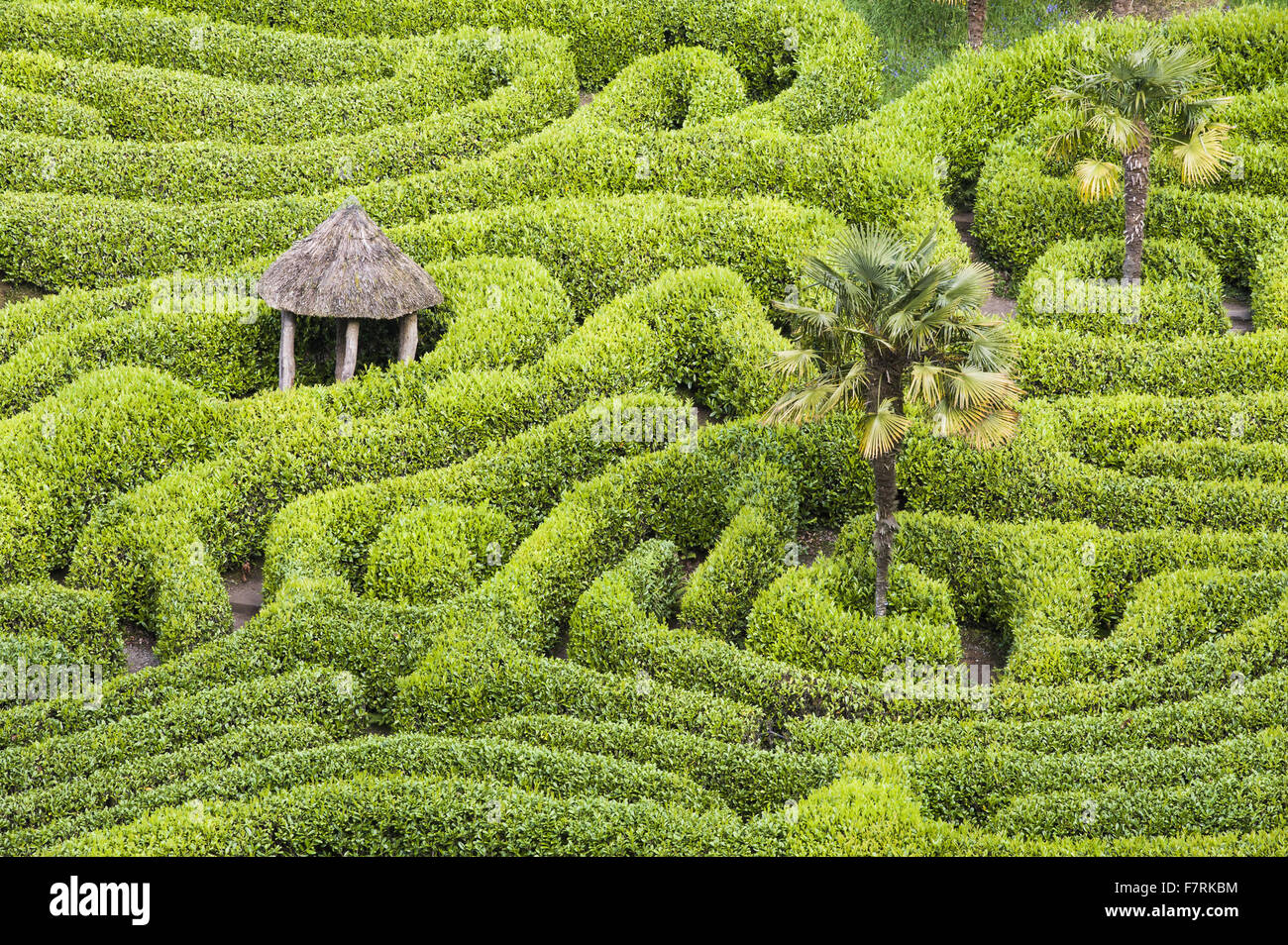 Laurel maze, planted in 1833 by Alfred Fox, using Prunus laurocerasus ...