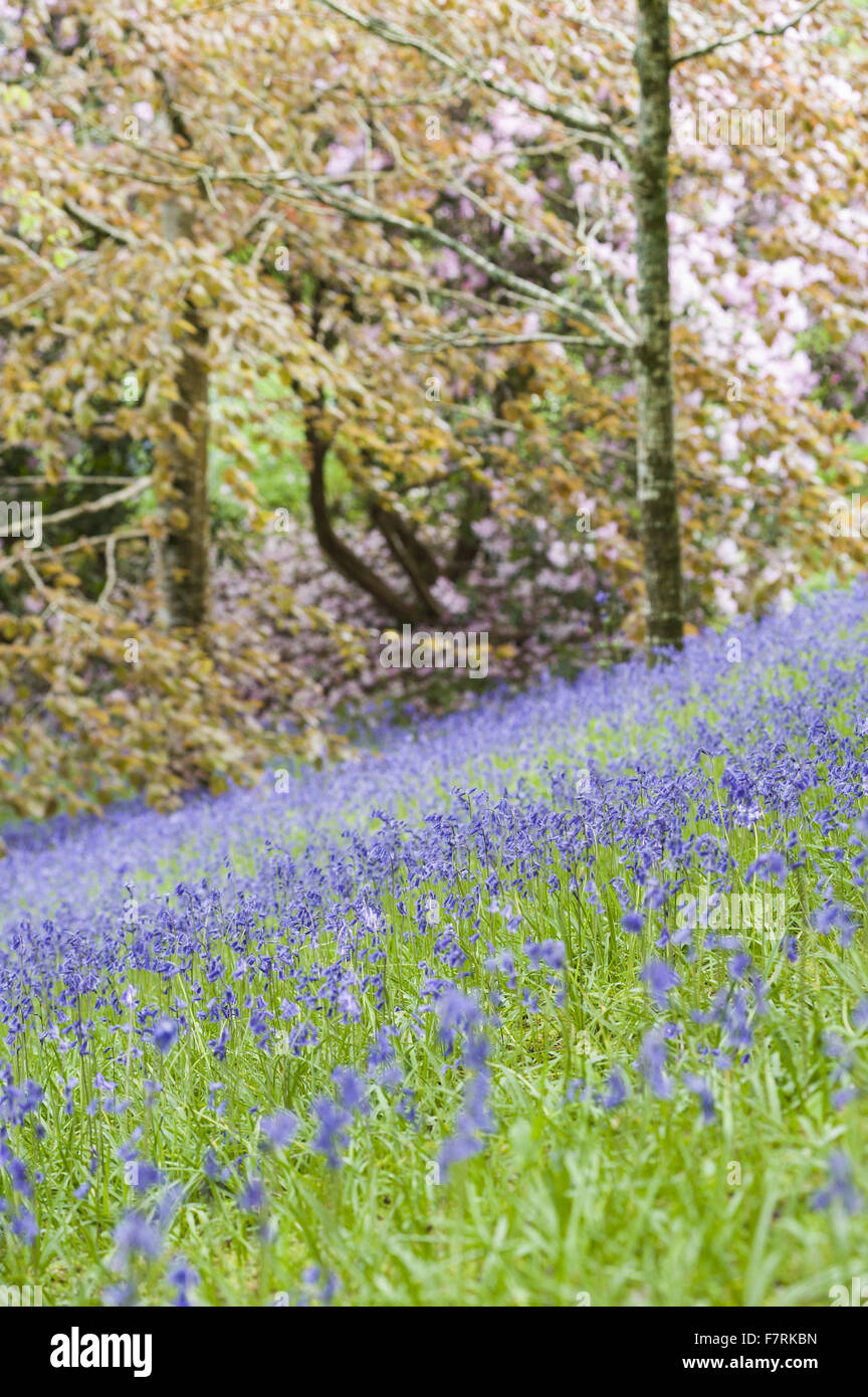 A sloping bank covered with bluebells at Glendurgan Garden, Cornwall ...
