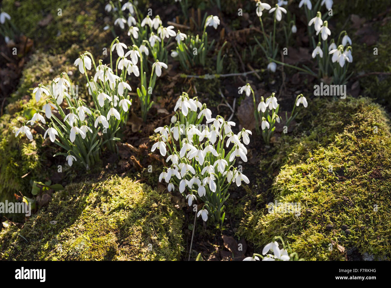 Snowdrops dorset hi-res stock photography and images - Alamy