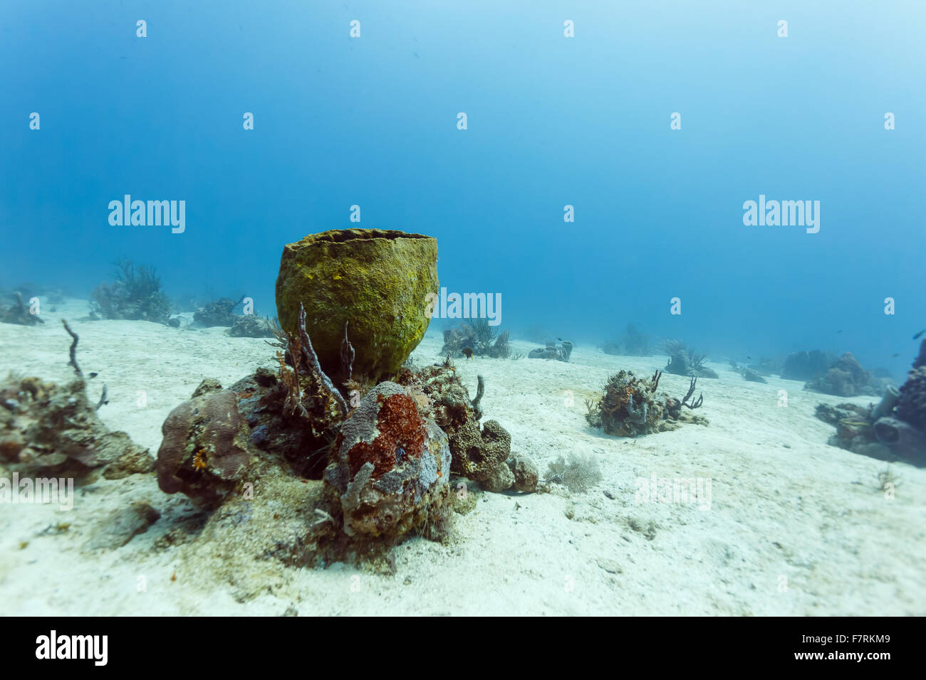 Close-up horizontal view of fat barrel sponge on seabed in Caribbean ...