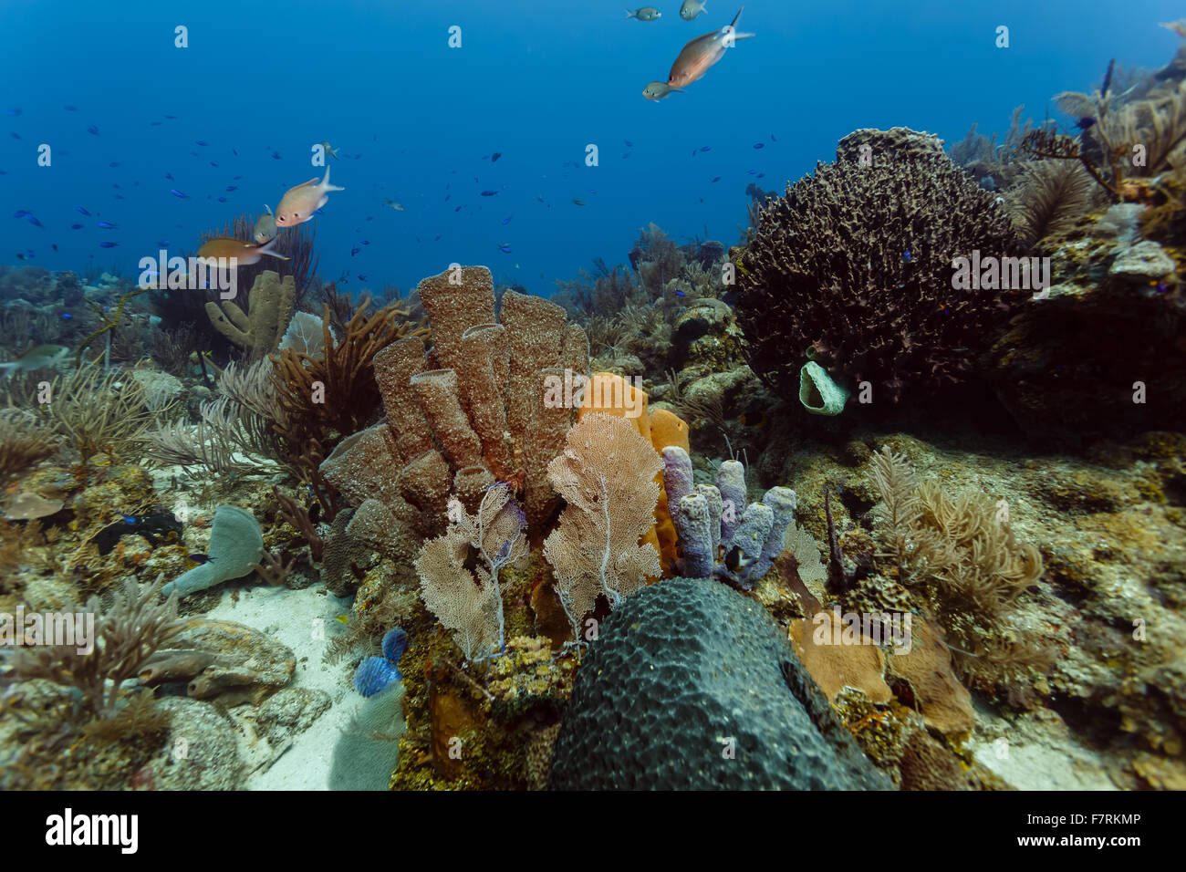 Close-up of colorful corals, sea fans, sponges and fish at coral reef ...