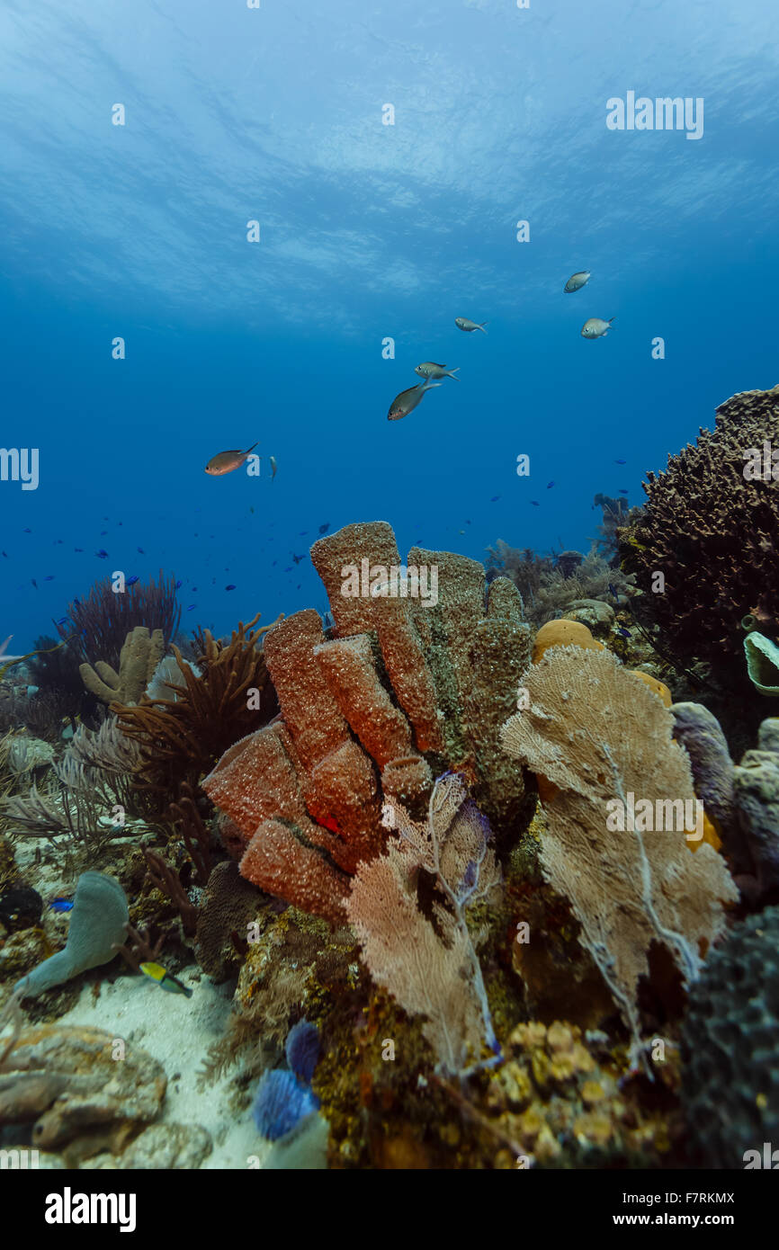 Close-up of colorful corals, sea fans, sponges and fish at coral reef ...