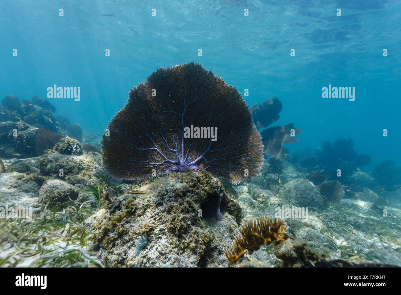 Close-up of large sea fan sitting on coral reef in tropical blue ...