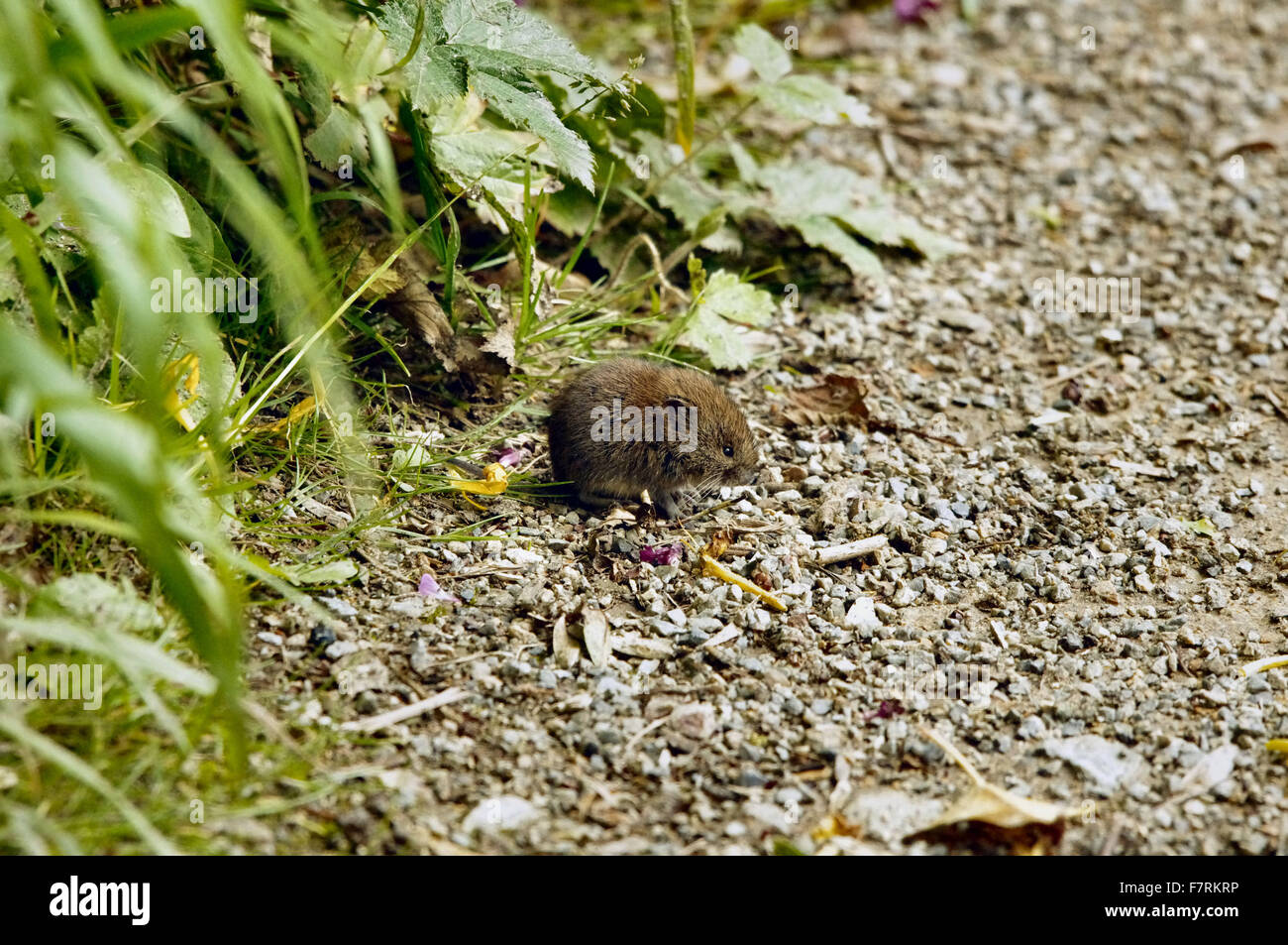 Common bank vole eating hi-res stock photography and images - Alamy