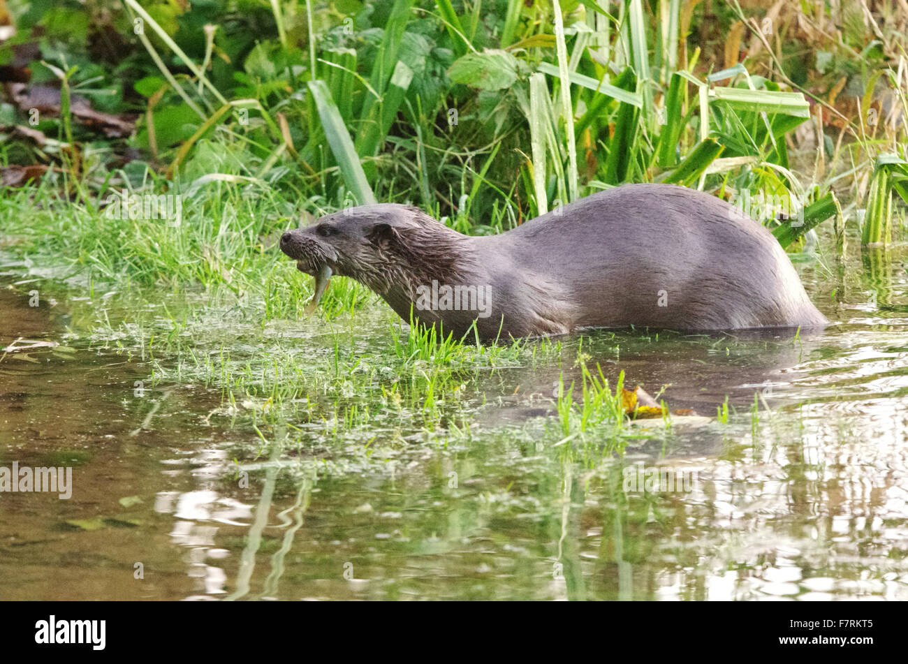 Otter at the edge of the lake Stock Photo - Alamy