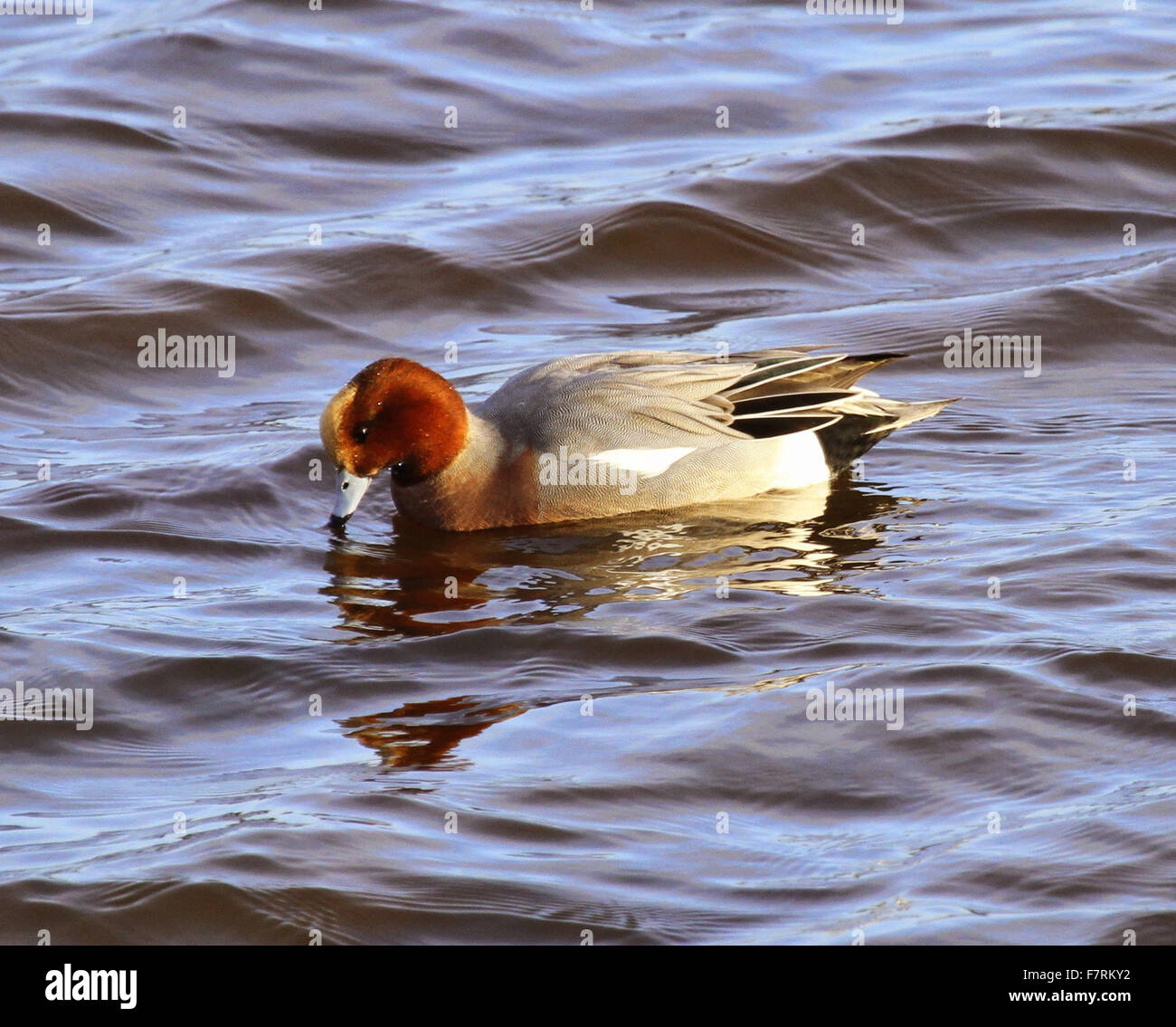 Wigeon water bird hi-res stock photography and images - Alamy