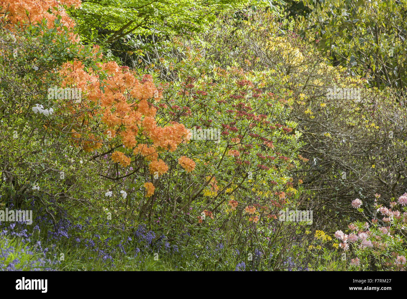 Fragrant deciduous azaleas surrounded by bluebells at Glendurgan Garden ...