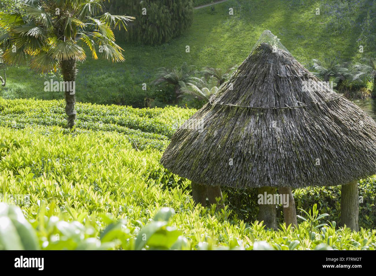 Laurel maze, Prunus laurocerasus, planted by Alfred Fox in 1833 with ...