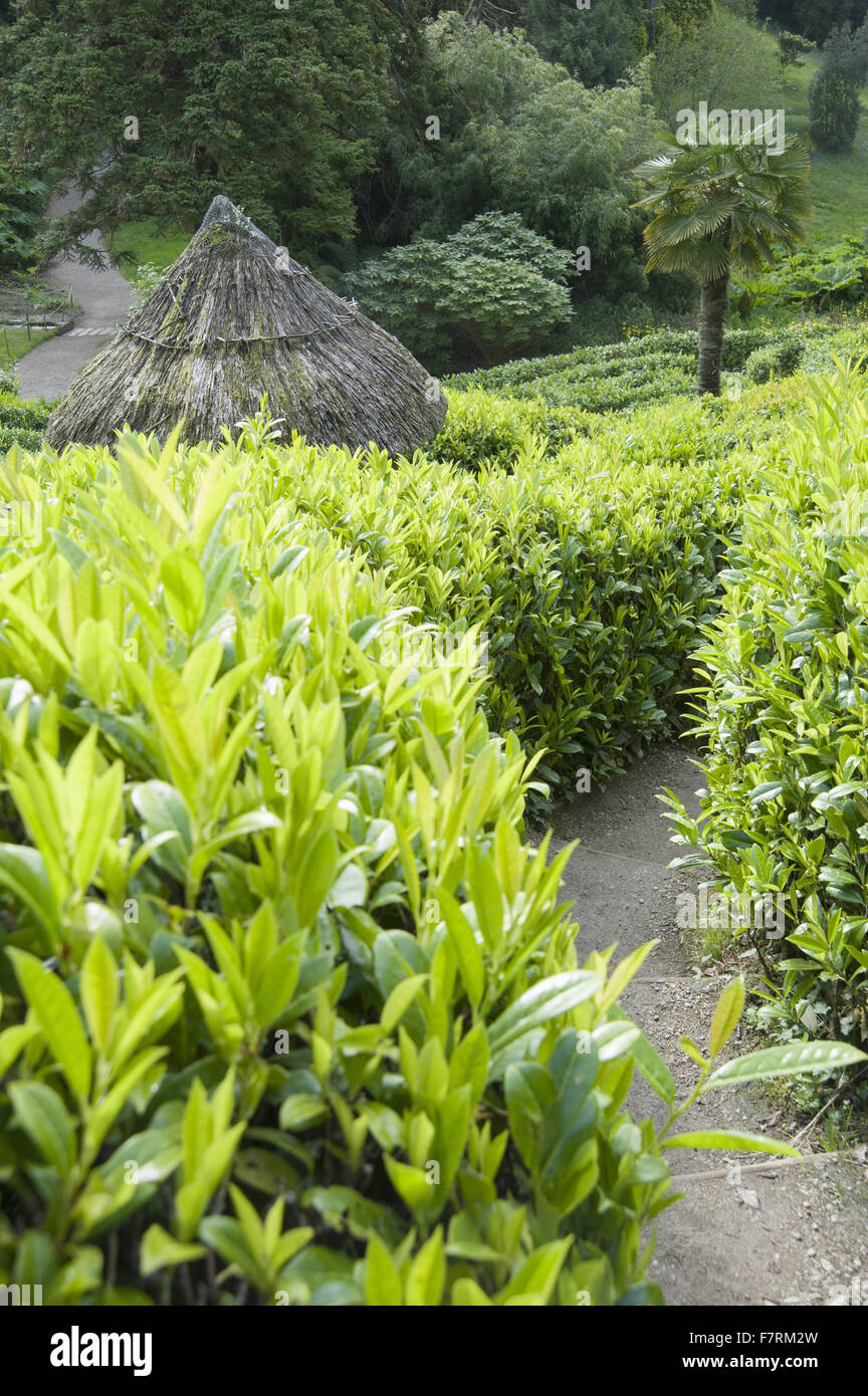 Laurel maze, Prunus laurocerasus, planted by Alfred Fox in 1833 with ...
