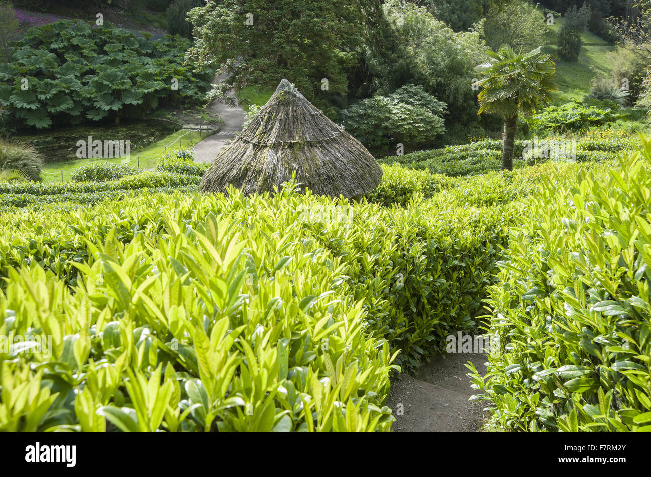 Laurel maze, Prunus laurocerasus, planted by Alfred Fox in 1833 with ...
