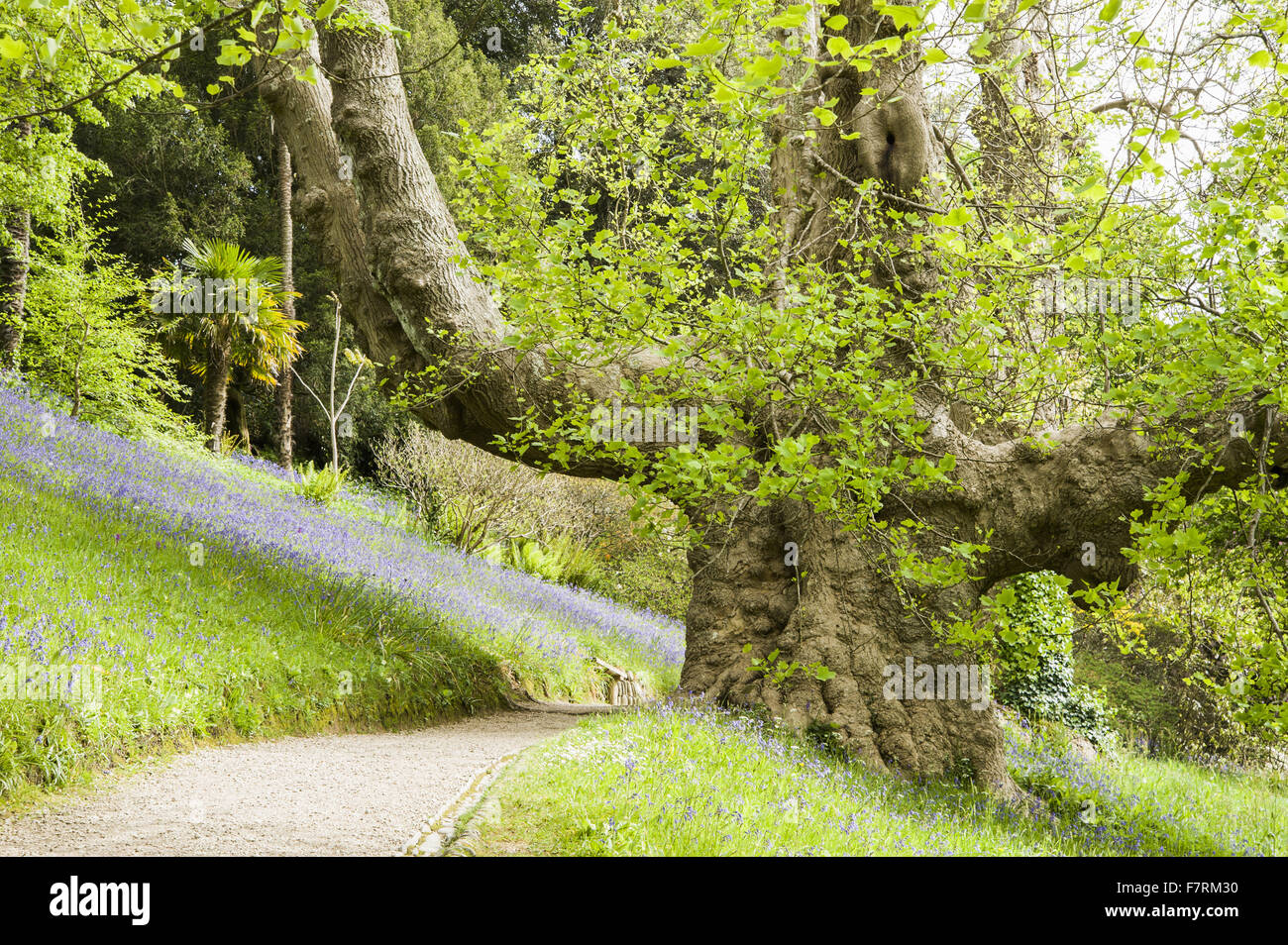 Giant tulip tree, Liriodendron tulipifera, planted by Alfred Fox above ...