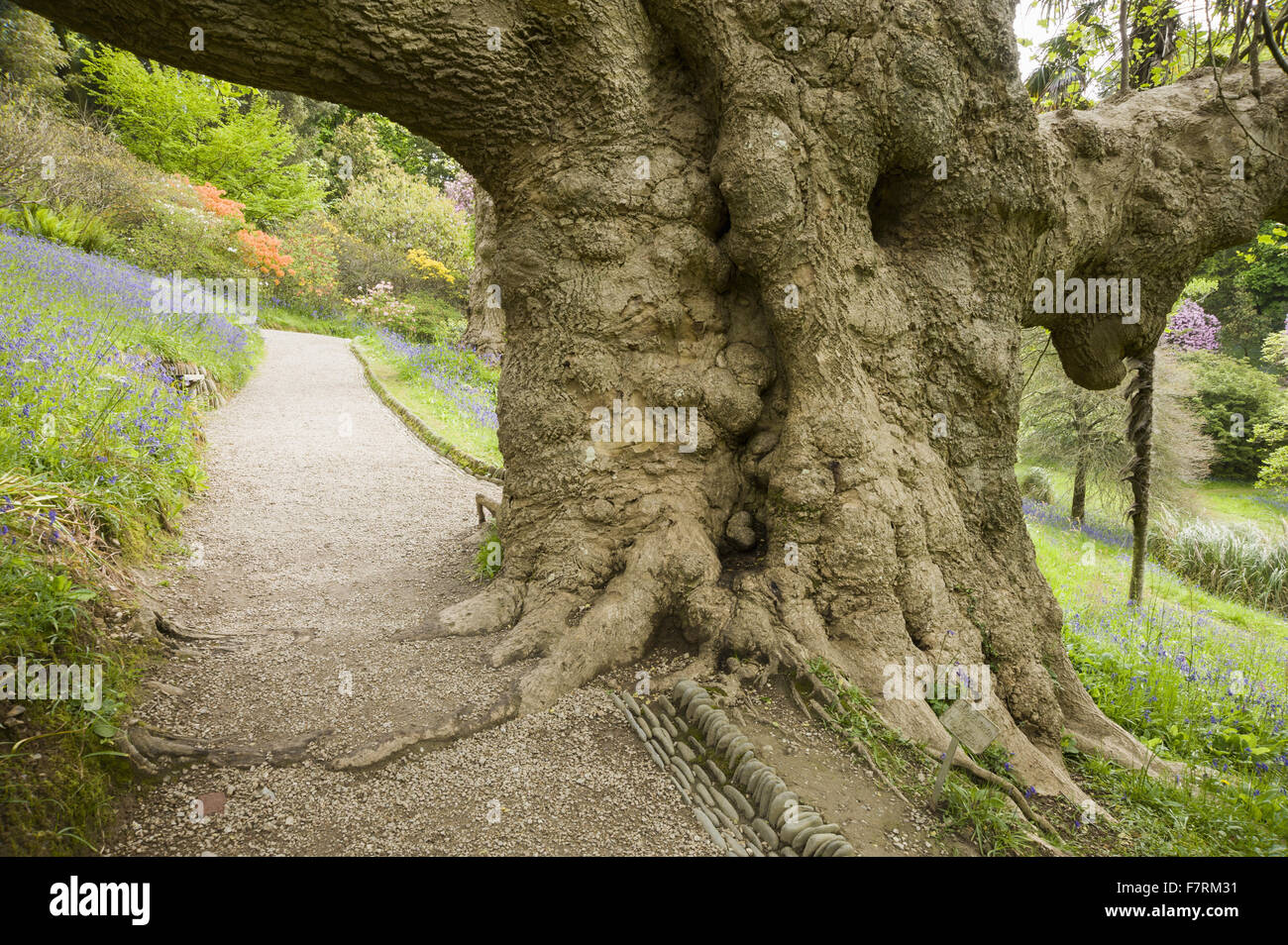 Giant tulip tree, Liriodendron tulipifera, planted by Alfred Fox above ...
