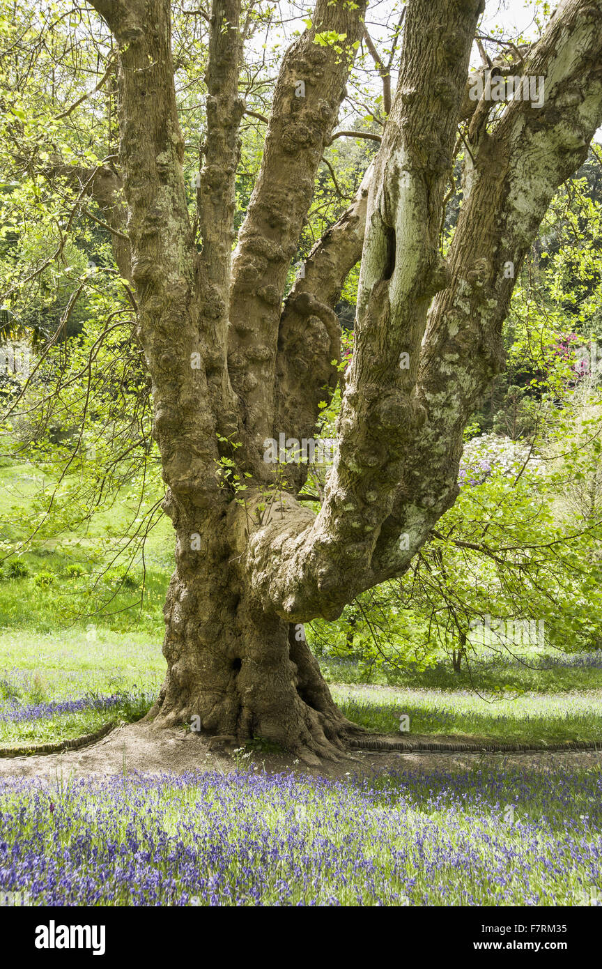Giant tulip tree, Liriodendron tulipifera, planted by Alfred Fox above ...
