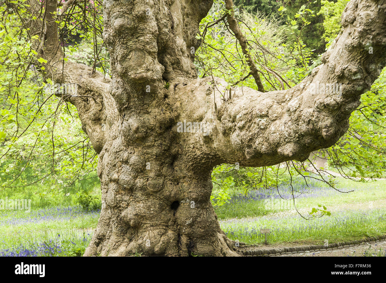 Giant tulip tree, Liriodendron tulipifera, planted by Alfred Fox above ...
