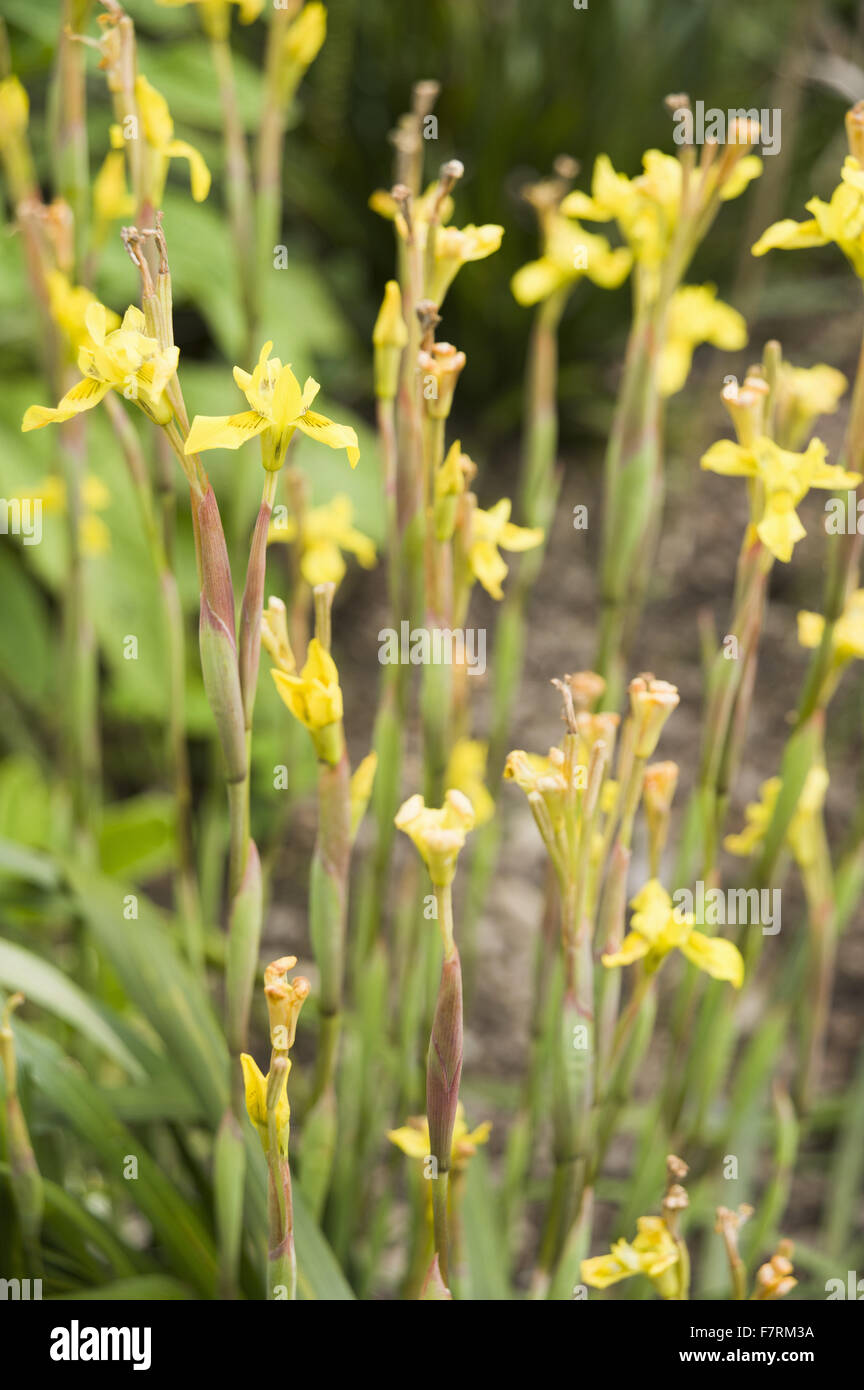 Glendurgan garden hi-res stock photography and images - Alamy