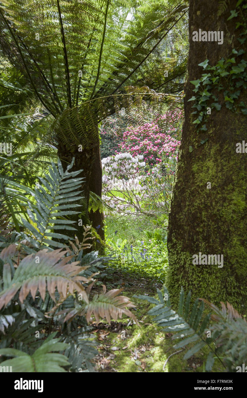 View into a valley of rhododendrons framed by the trunks of tree ferns ...
