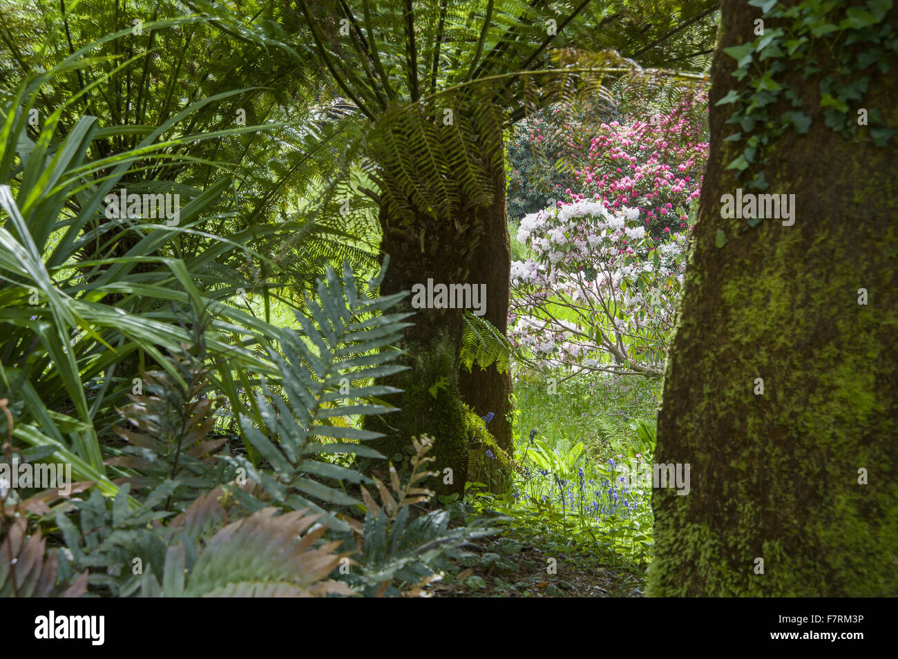 View into a valley of rhododendrons framed by the trunks of tree ferns ...
