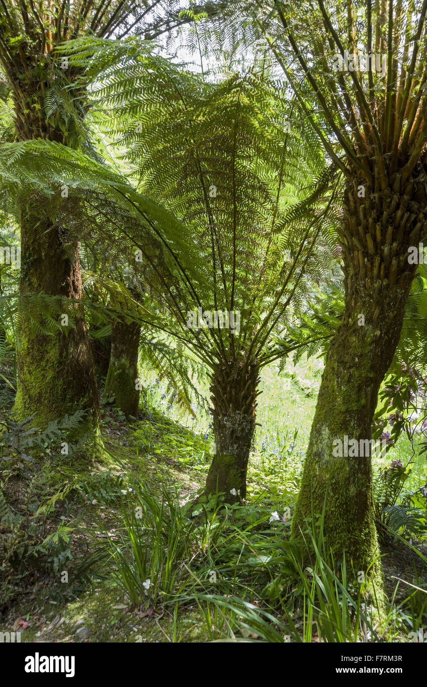 Dicksonia antarctica, tree ferns, at Glendurgan Garden, Cornwall ...