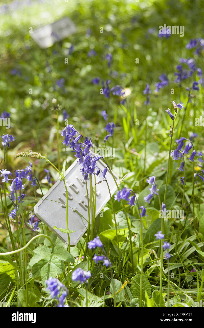 Moses tree hi-res stock photography and images - Alamy