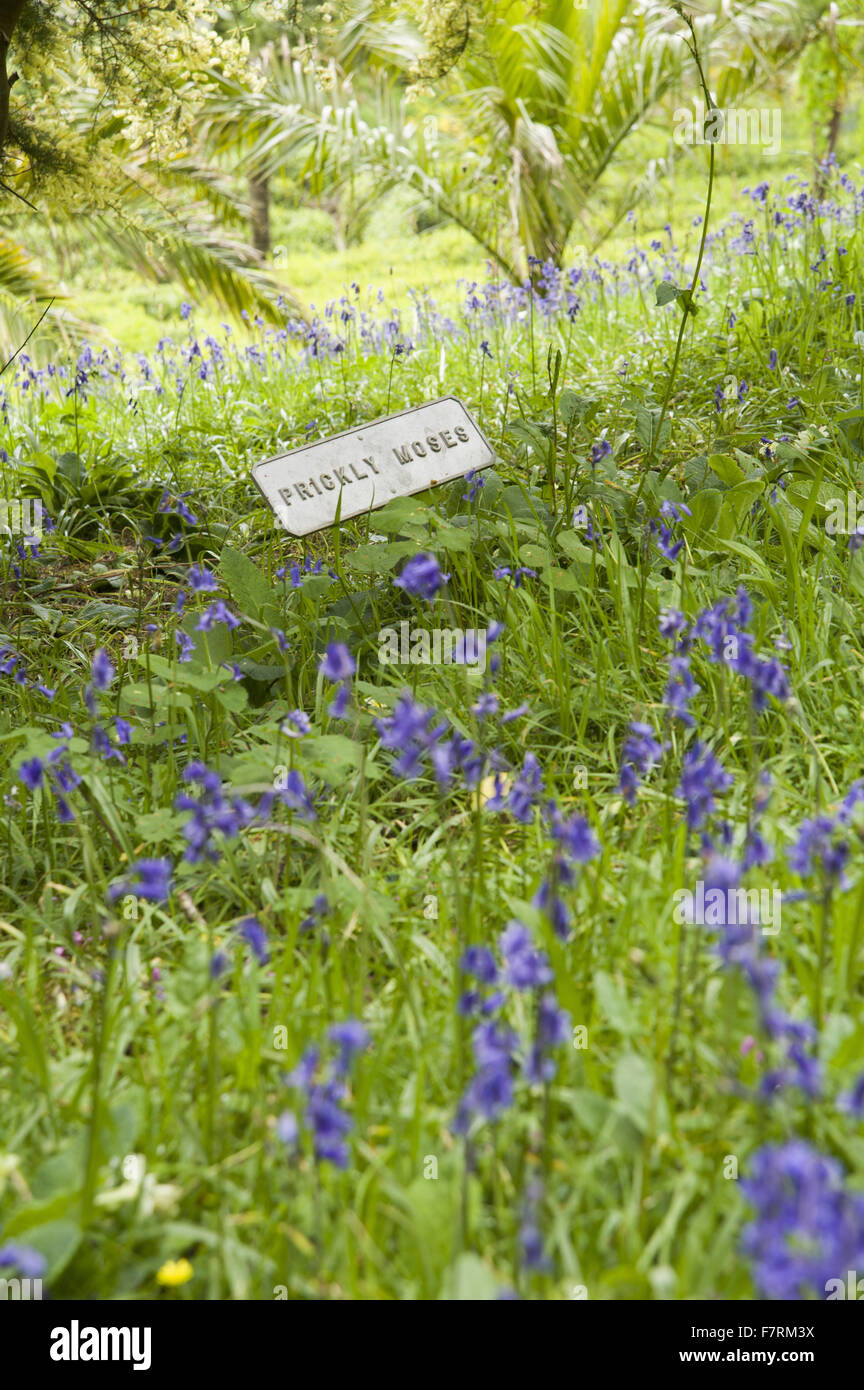 A Prickly Moses tree label on the Holy Bank, in ground thick with ...