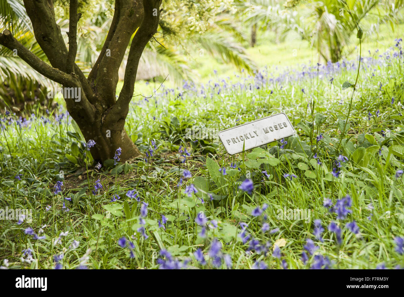 A Prickly Moses tree label on the Holy Bank, in ground thick with ...
