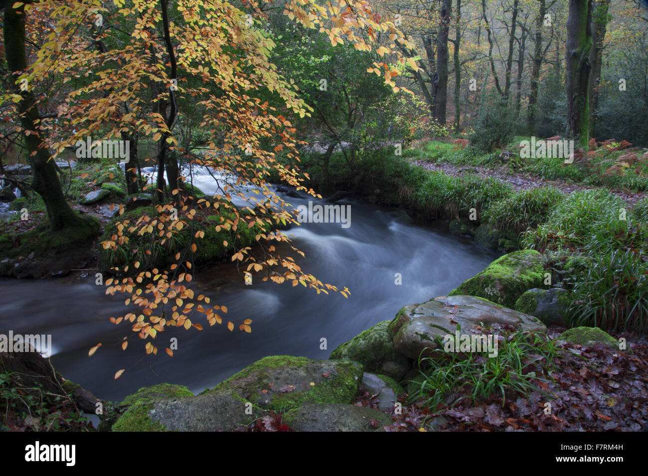 Fingle Woods, Drewsteignton, Devon Stock Photo - Alamy