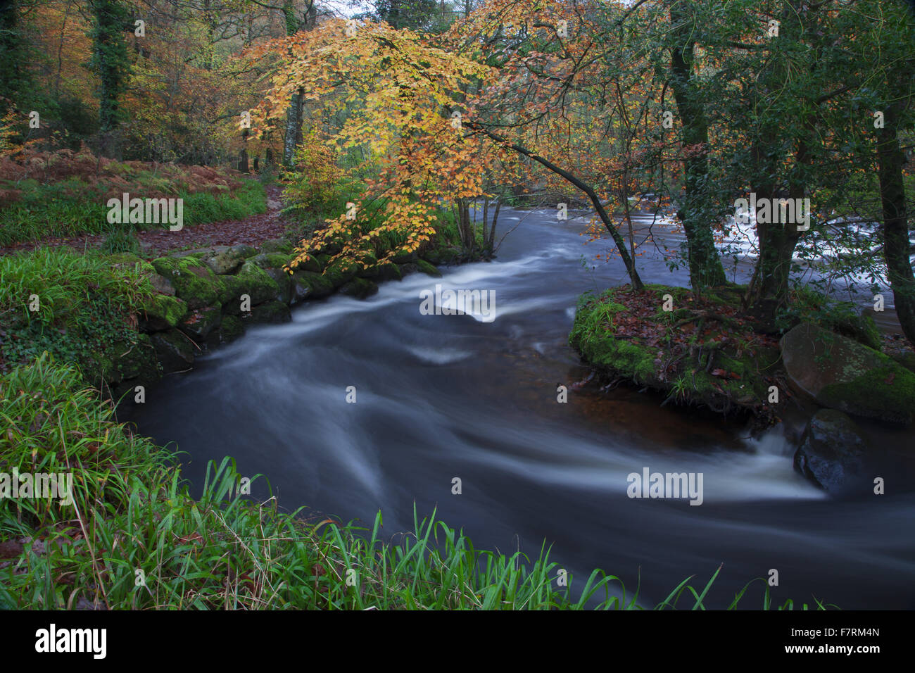 Fingle Woods, Drewsteignton, Devon Stock Photo - Alamy