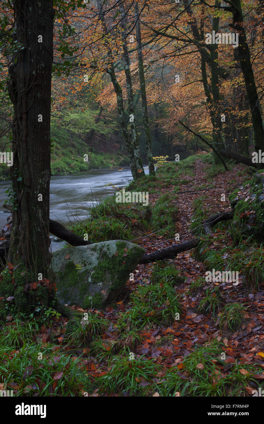 Fingle Woods, Drewsteignton, Devon Stock Photo - Alamy