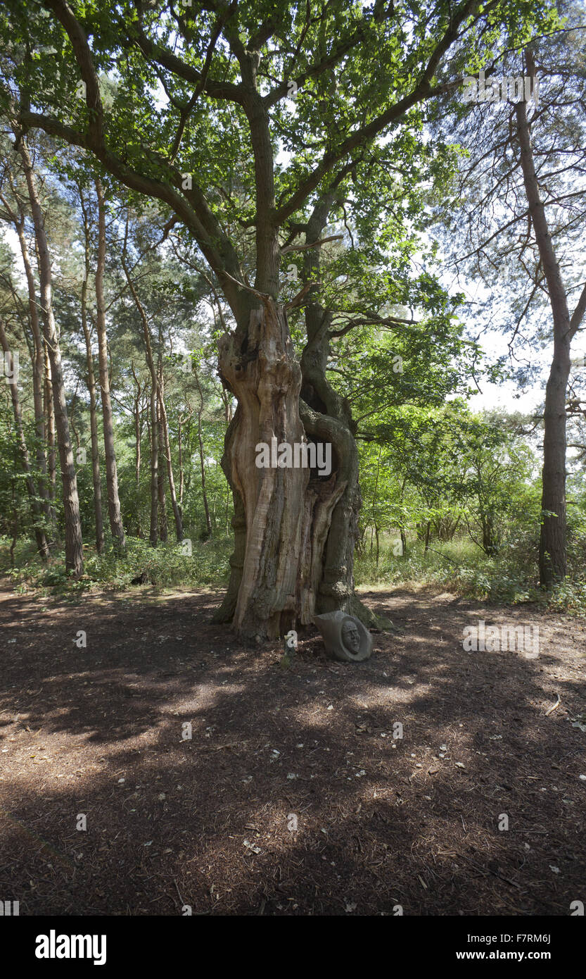 Woodland at Oxburgh Hall, Norfolk. Oxburgh was built in 1482 by the ...