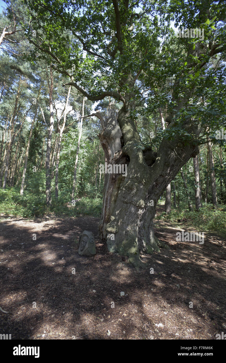 Woodland at Oxburgh Hall, Norfolk. Oxburgh was built in 1482 by the ...