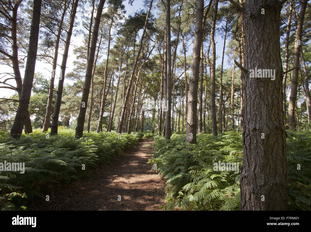 Woodland at Oxburgh Hall, Norfolk. Oxburgh was built in 1482 by the ...
