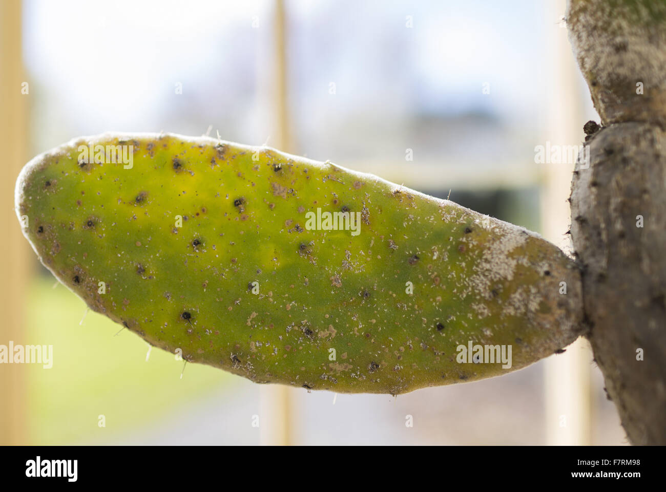 Stem christie hi-res stock photography and images - Alamy