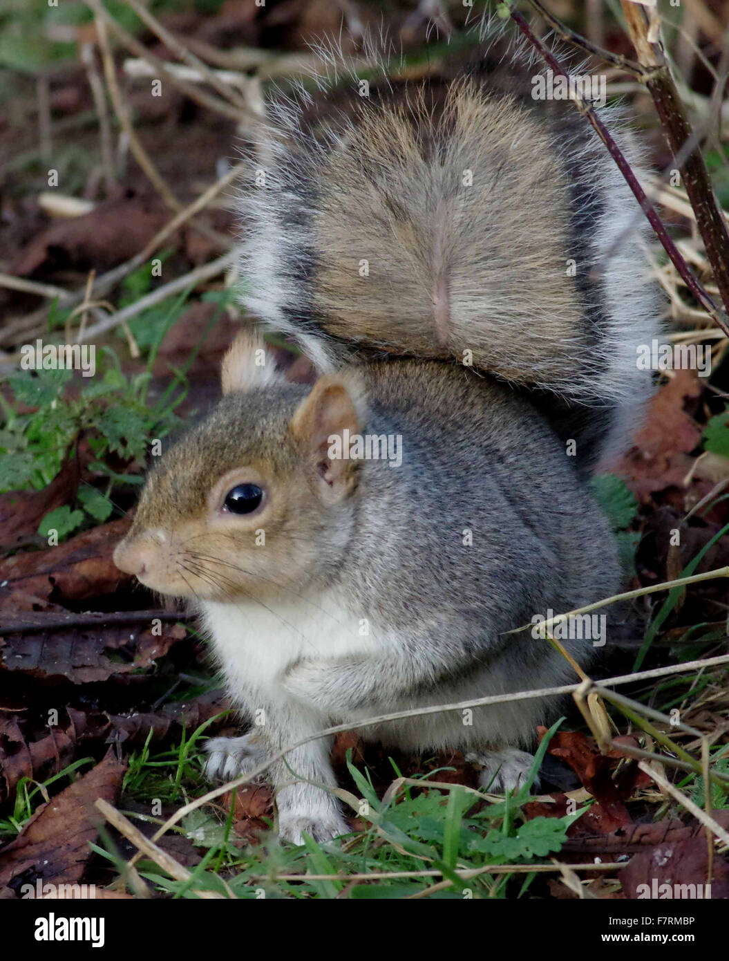 An alert grey squirrel with its tail arched over its back. Taken in the ...