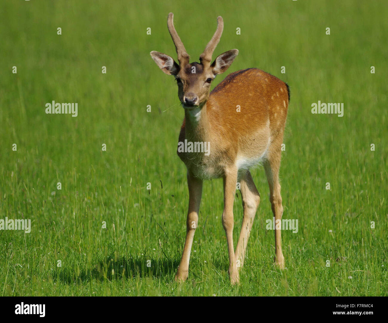 Young red deer in the parkland of Calke Abbey, showing spotted coat and ...