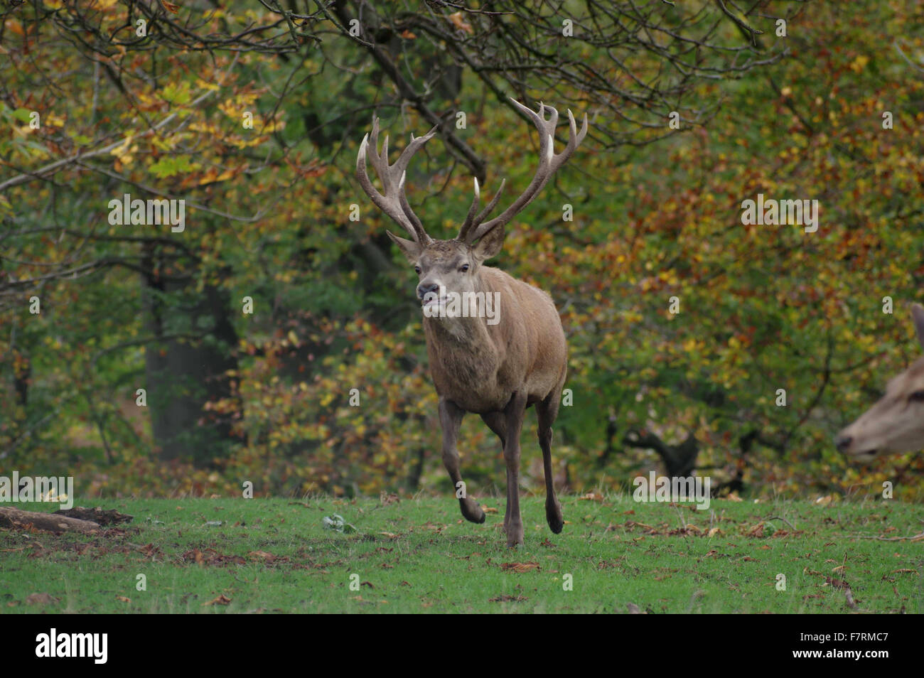 Red deer stag roaring and running during the rut. Taken in the parkland ...