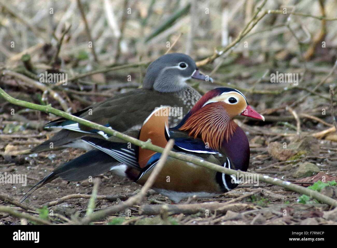 Pair of mandarin ducks hi-res stock photography and images - Alamy
