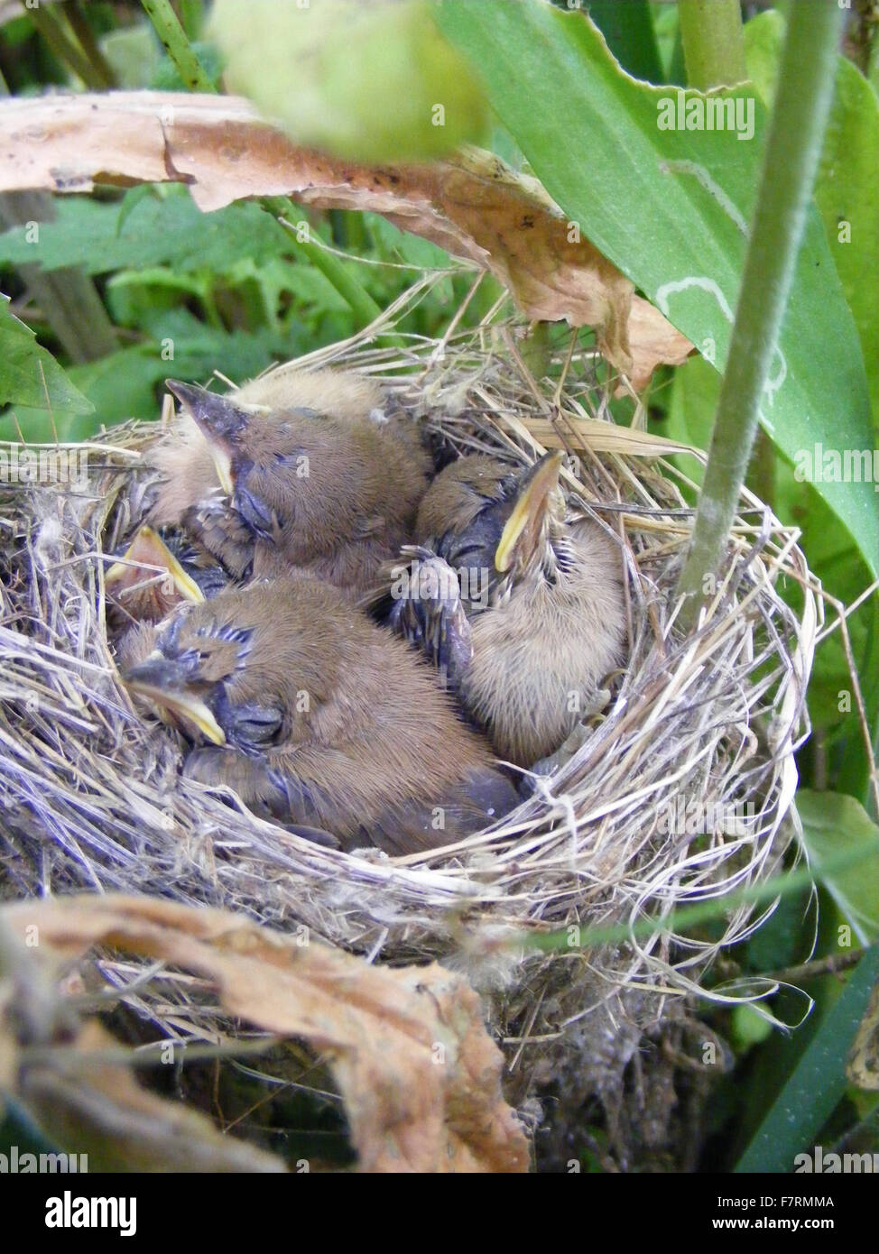 Acrocephalus scirpaceus chicks in nest hi-res stock photography and ...