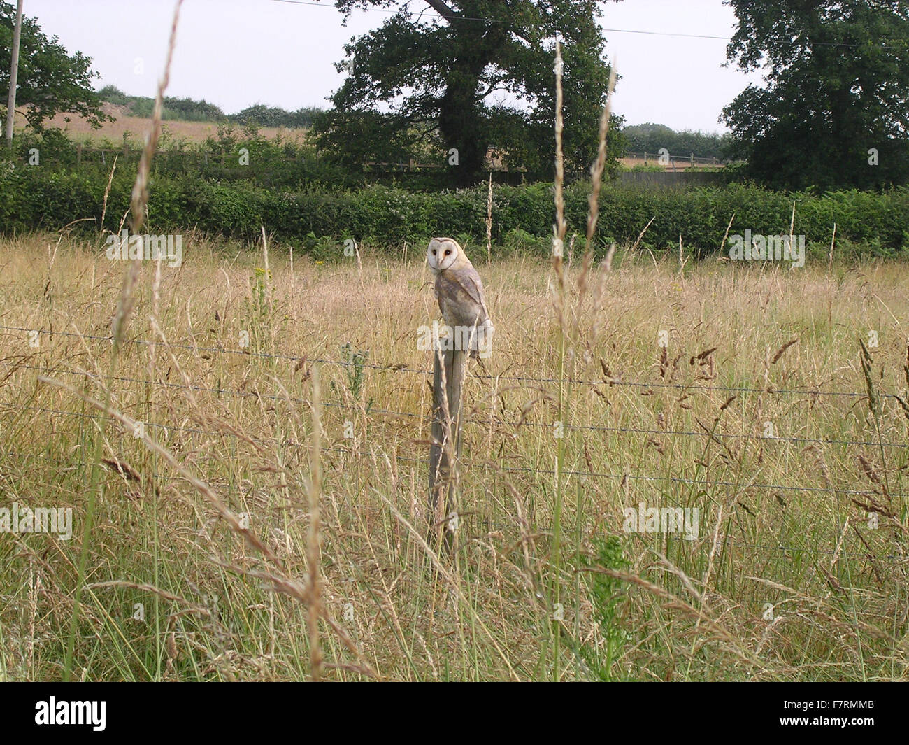 Barn owl, sitting on a fence post Stock Photo - Alamy