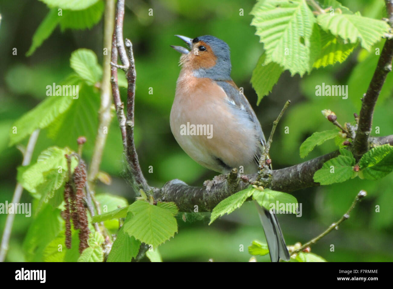 Chaffinch, male singing Stock Photo - Alamy