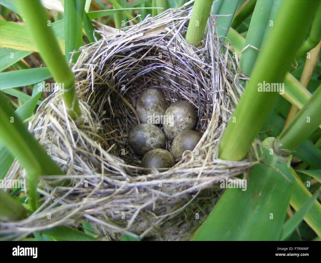 Reed Warbler nest with eggs Stock Photo - Alamy
